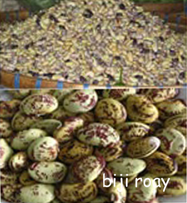 Kacang Roay | Cikadueun Kampung Halaman-ku