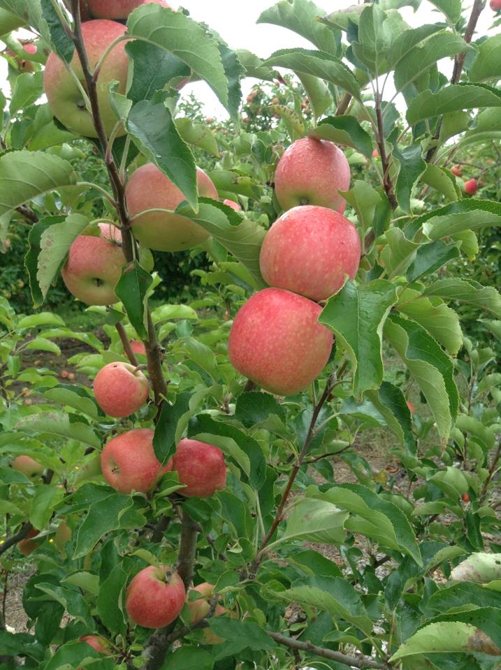 umiyumi2 : our life in perth, WA: Melawat ladang epal Spring Valley ...