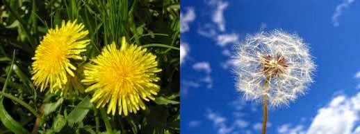 Legenda papadiei - diane.ro