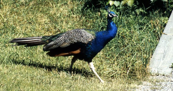 uno y los demás: El pavo