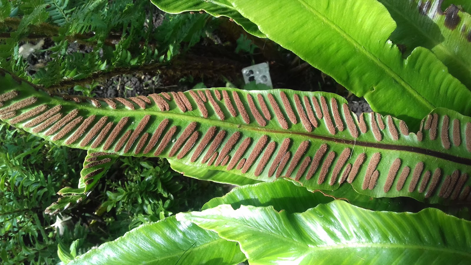 Filnore Woods Blog: Fern spores