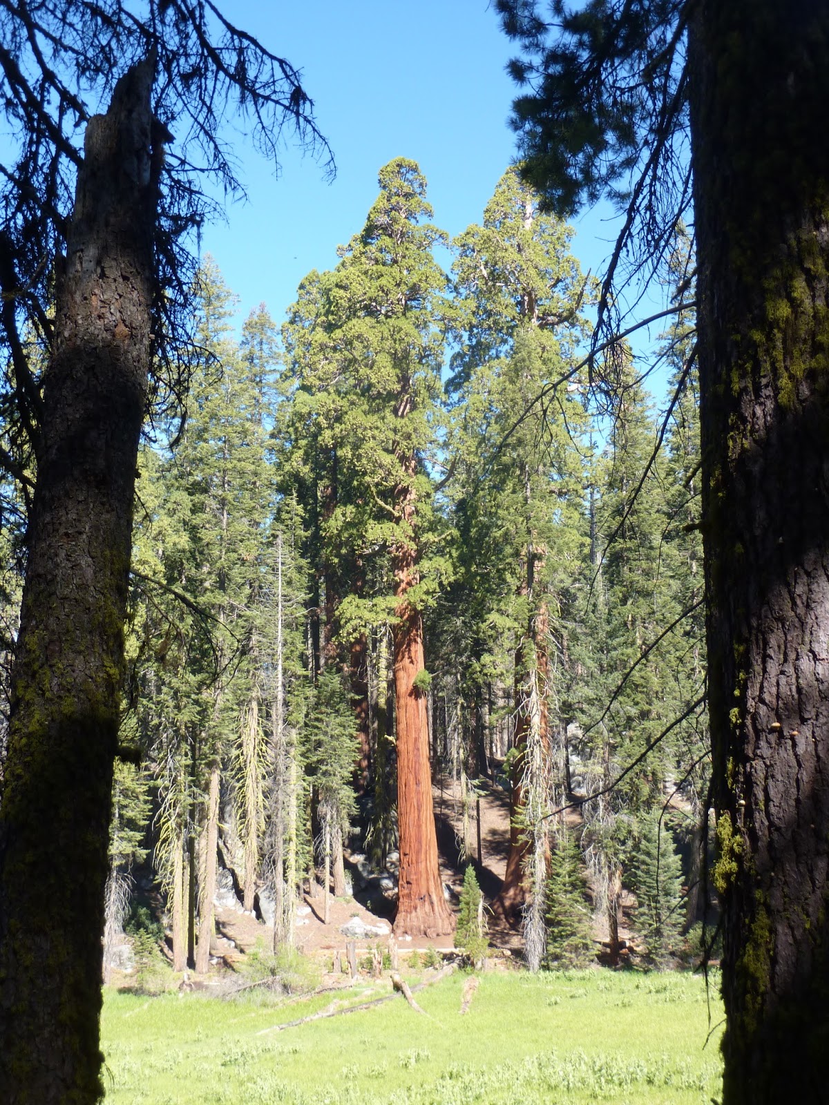 Travels of The Mercury: Northern California 2015, Lake Tahoe to Sequoia ...