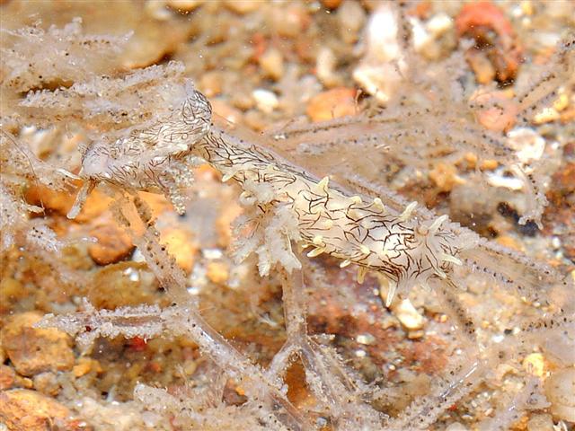 God's wonderful creation: Colourful sponge garden at Punggol