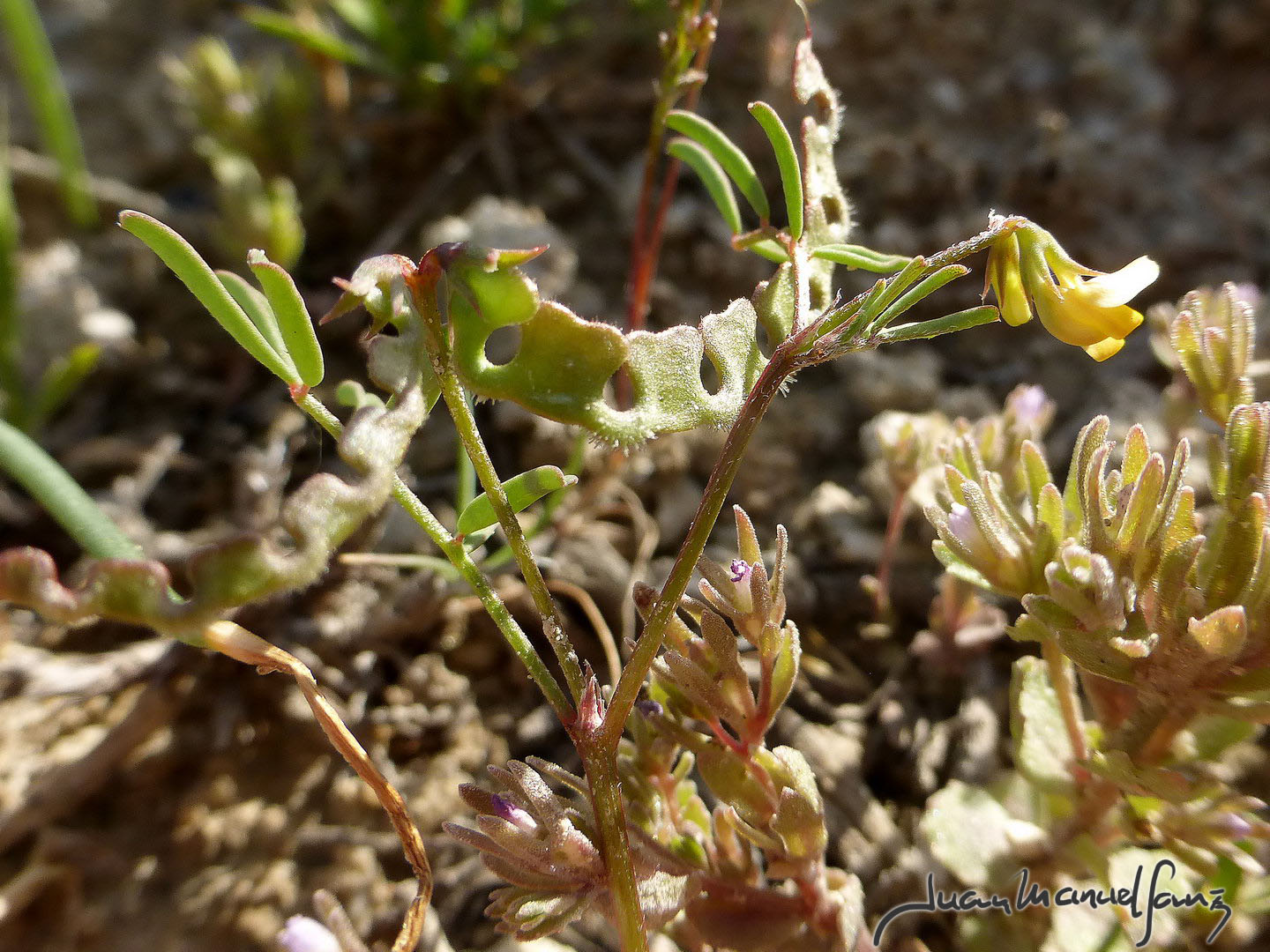 rocayflor: Flora del Somontano de Barbastro. Lauraceae - Leguminosae