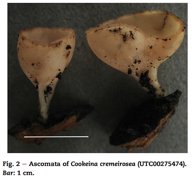 [Fungi] Cookeina cremeirosea, a new species of cup fungus from the ...