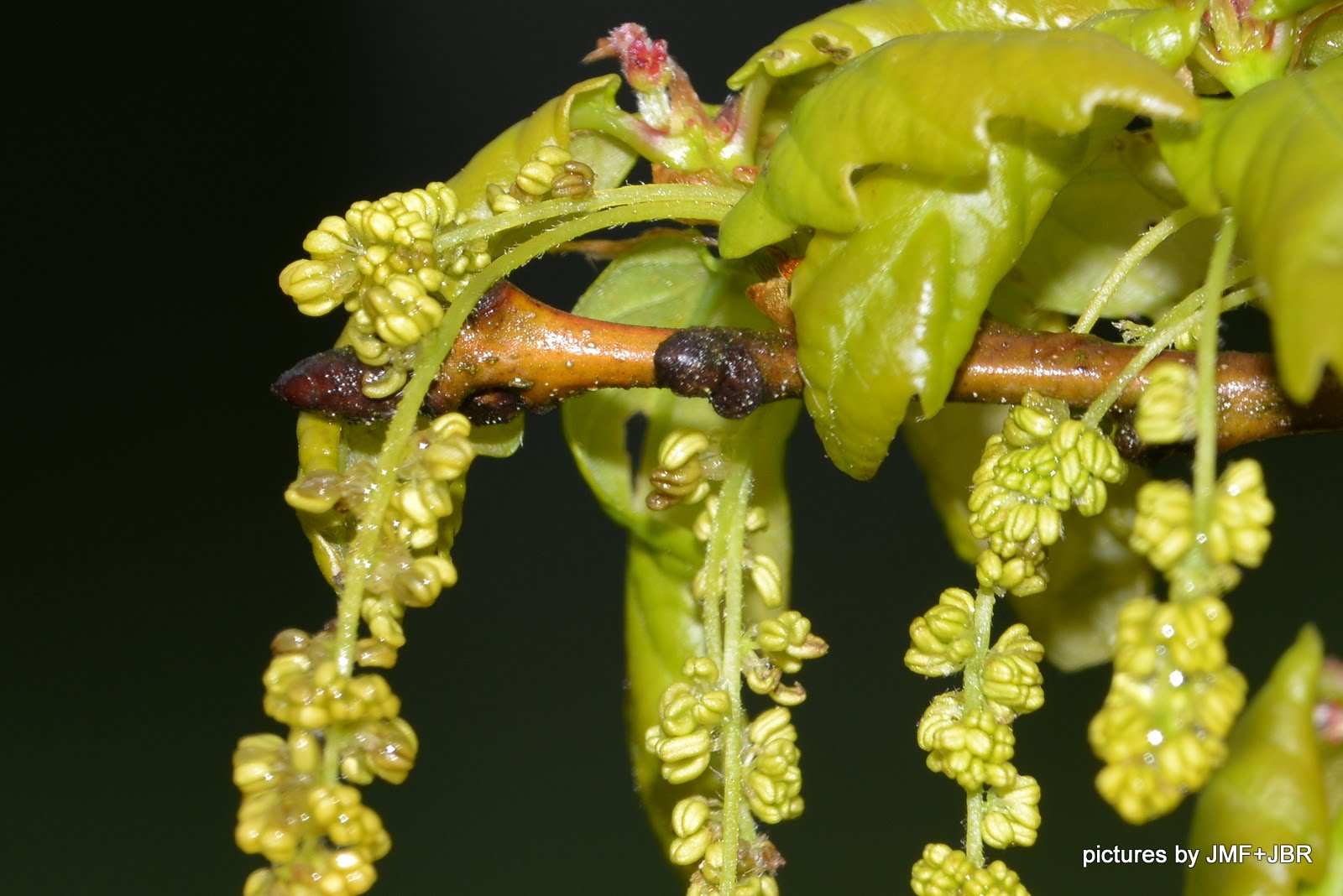 - Almanach - 6440: Fleurs de Chêne
