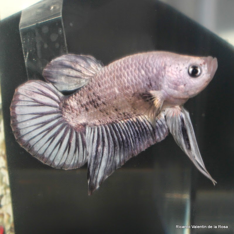 Ricardo's Blog, : Algunos Betta splendens vistos en la exhibición de ...