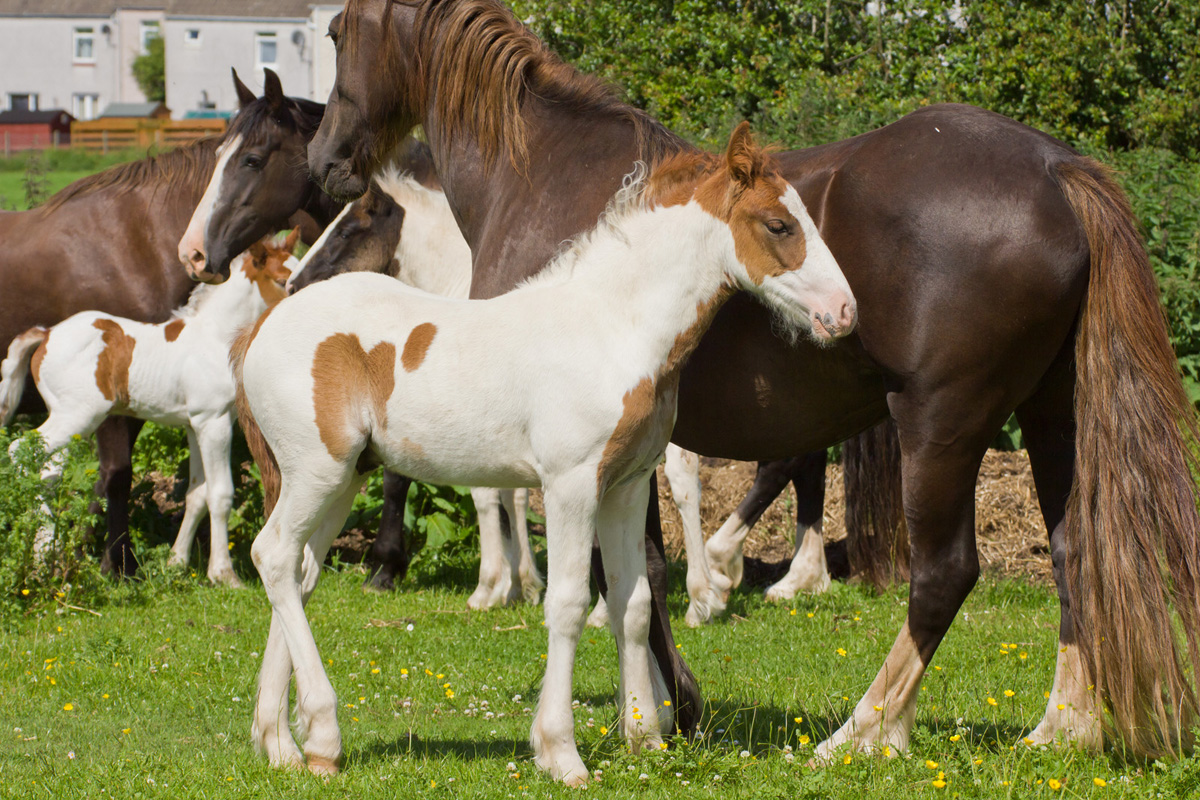 Coloured 'N Cobs: Splash