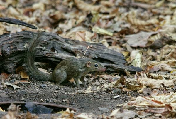 The News For Squirrels: Squirrel Facts: The Shrew-Faced Squirrel