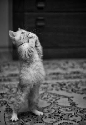 Funny Cat Pictures: Adorable Begging Cat Pictures