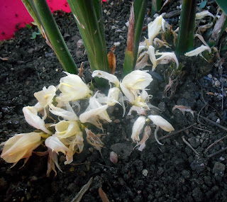 A Kitchen Garden in Kihei Maui: Growing Myoga Ginger