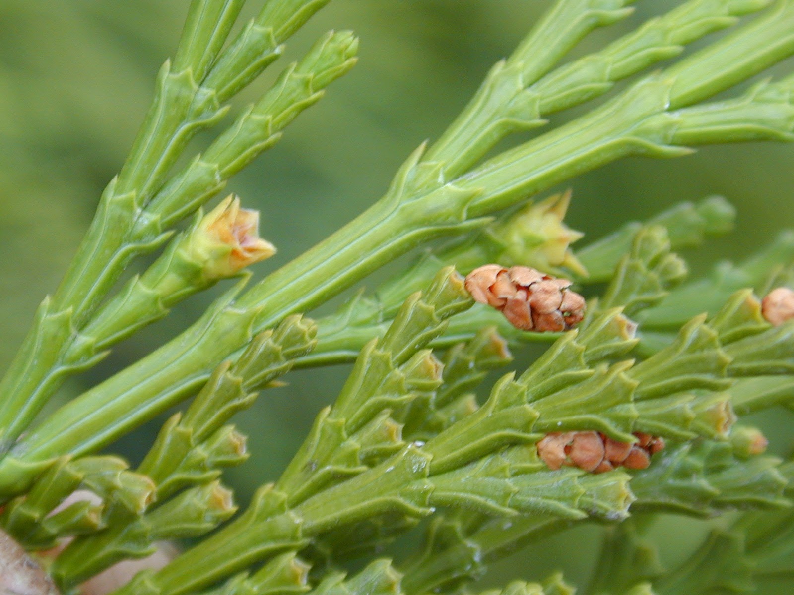Trees of Santa Cruz County: Calocedrus decurrens - California Incense Cedar