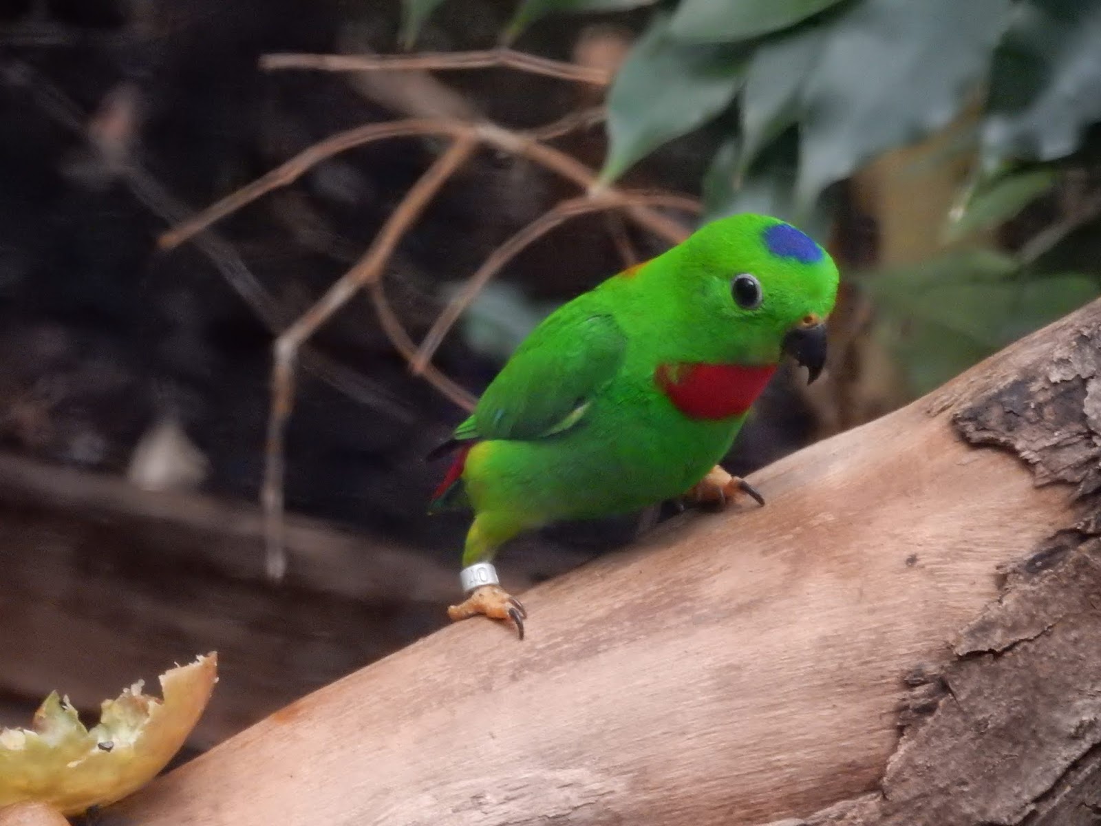 Raptormaniacs: Chester Zoo