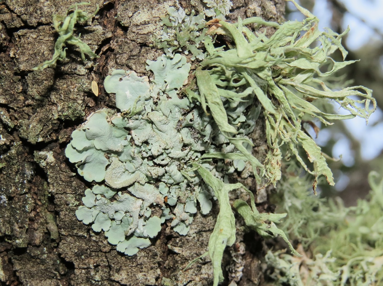 El Zorzal Charro: Plantas criptógamas de Ledesma