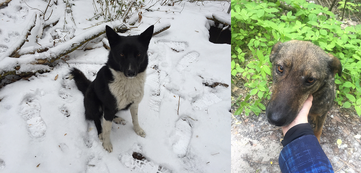 The Forgotten Dogs of Chernobyl | Australian Dog Lover