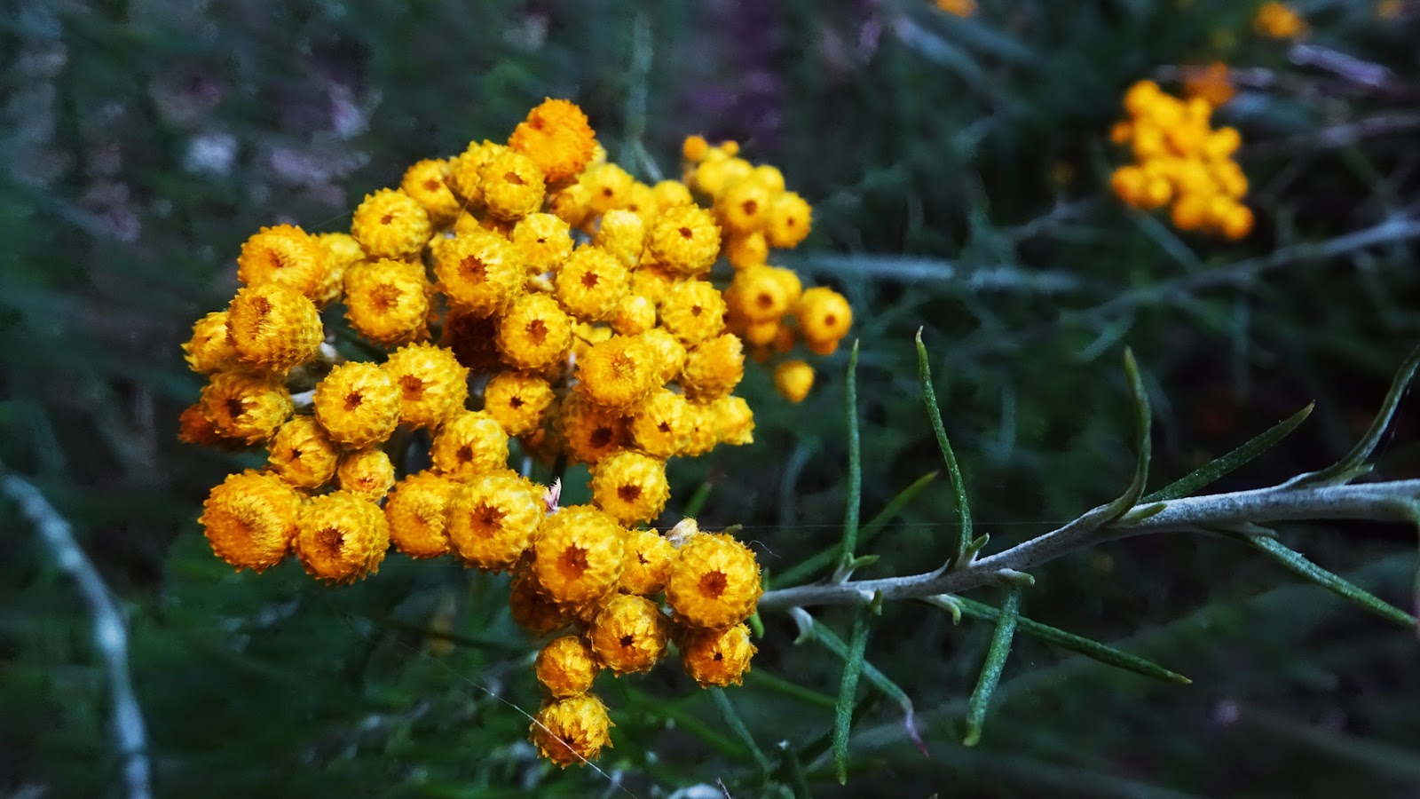 MAP: COMMON EVERLASTING