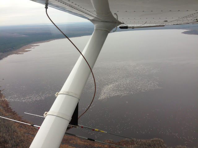 RETURN OF THE RED WOLF: Views from telemetry flights