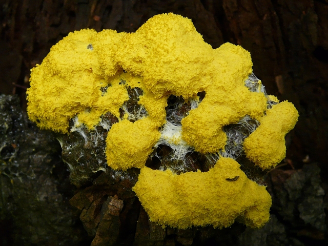 Blog Seputar Protista