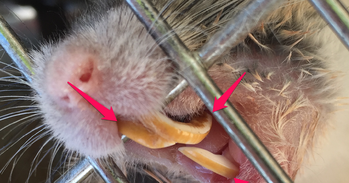 Mr. Pack Rat: Those Teeth! - Update