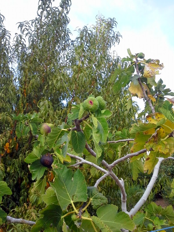 Xtremehorticulture of the Desert: Fig Tree in November with Yellow and ...