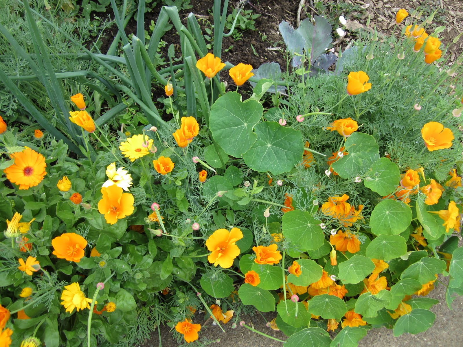 Sprouts: Portland Community Garden Photos June 29th