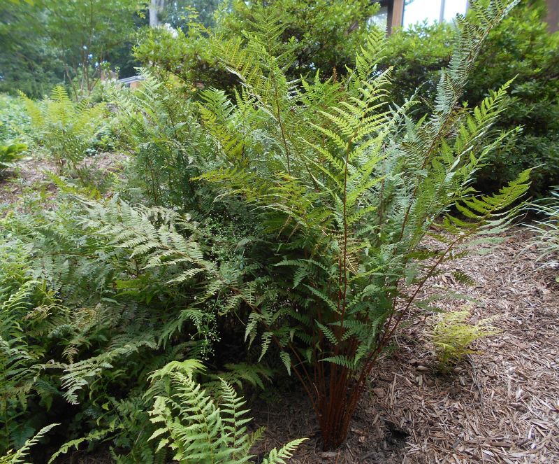 Future Plants by Randy Stewart: Fern - Athyrium ( Painted & Lady Ferns )