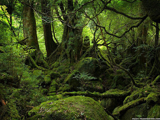 Amazing Forest Wallpapers | Nature Wallpapers