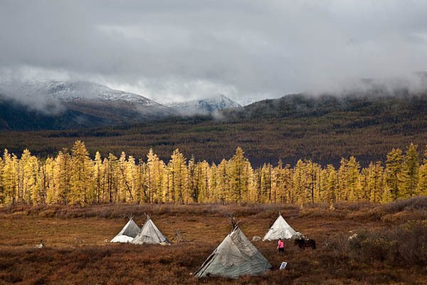 Threats of taiga ~ Jungle World