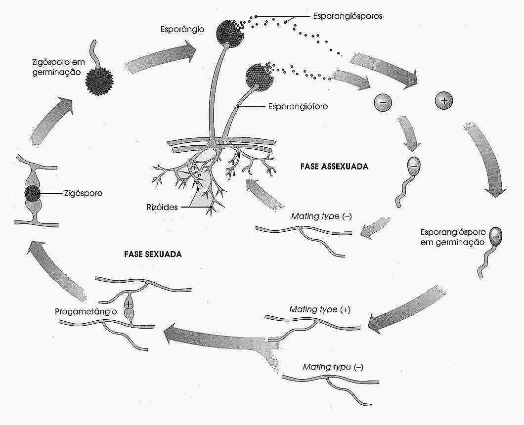 Bioblog: Reprodução dos Fungos