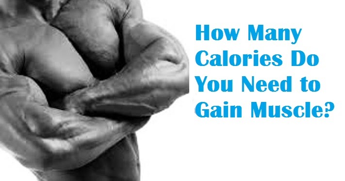 Muscle Palace How Many Calories You Need To Gain Muscle Mass muscle-palace-how-many-calories-you-need-to-gain-muscle-mass