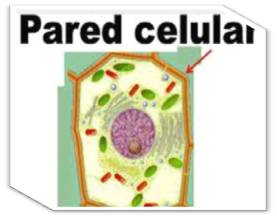 Qué es la pared celular ~ Aprendiendo mas sobre la Biología