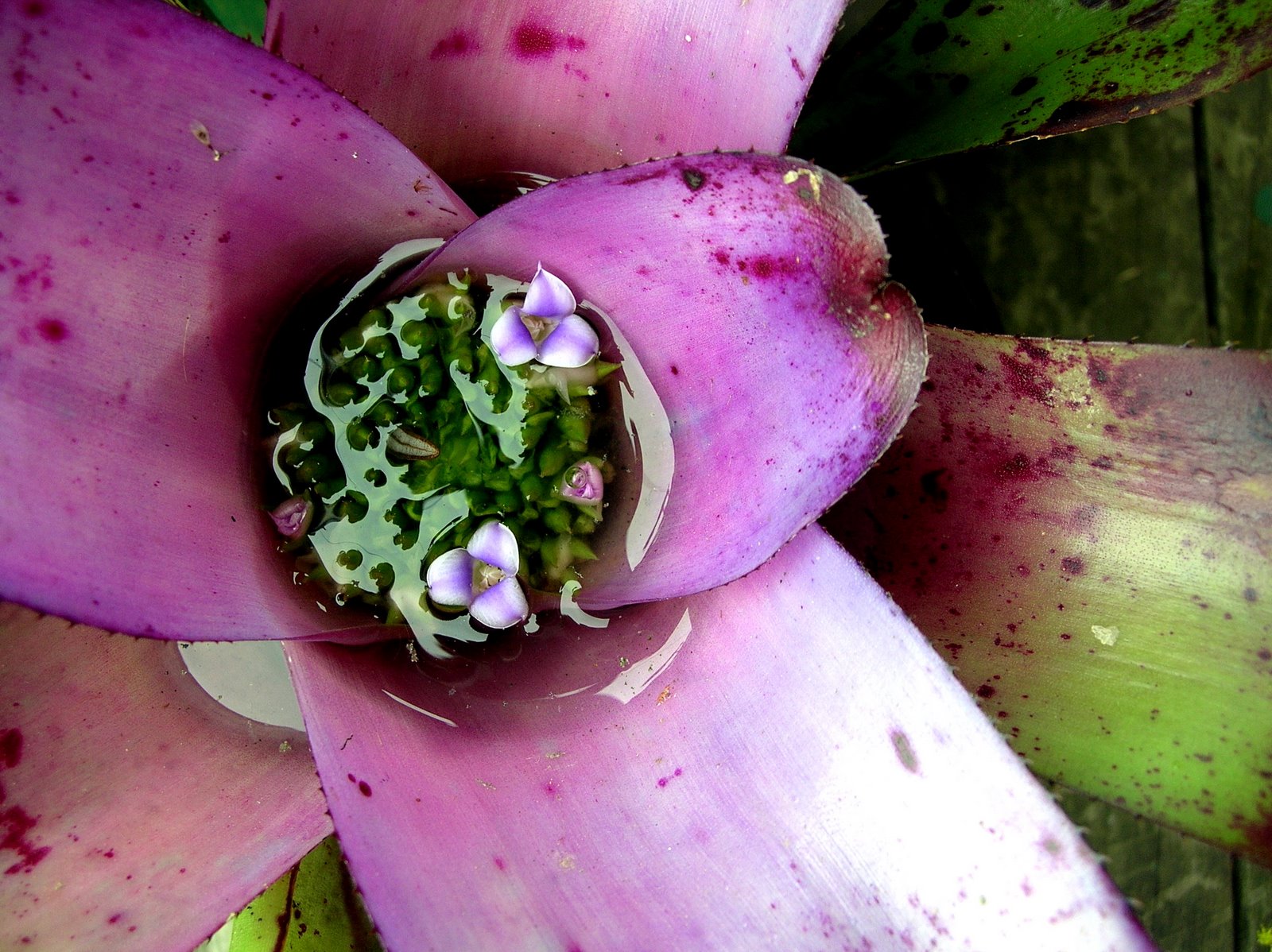 Gorgeous Bromeliad Mini Water Garden