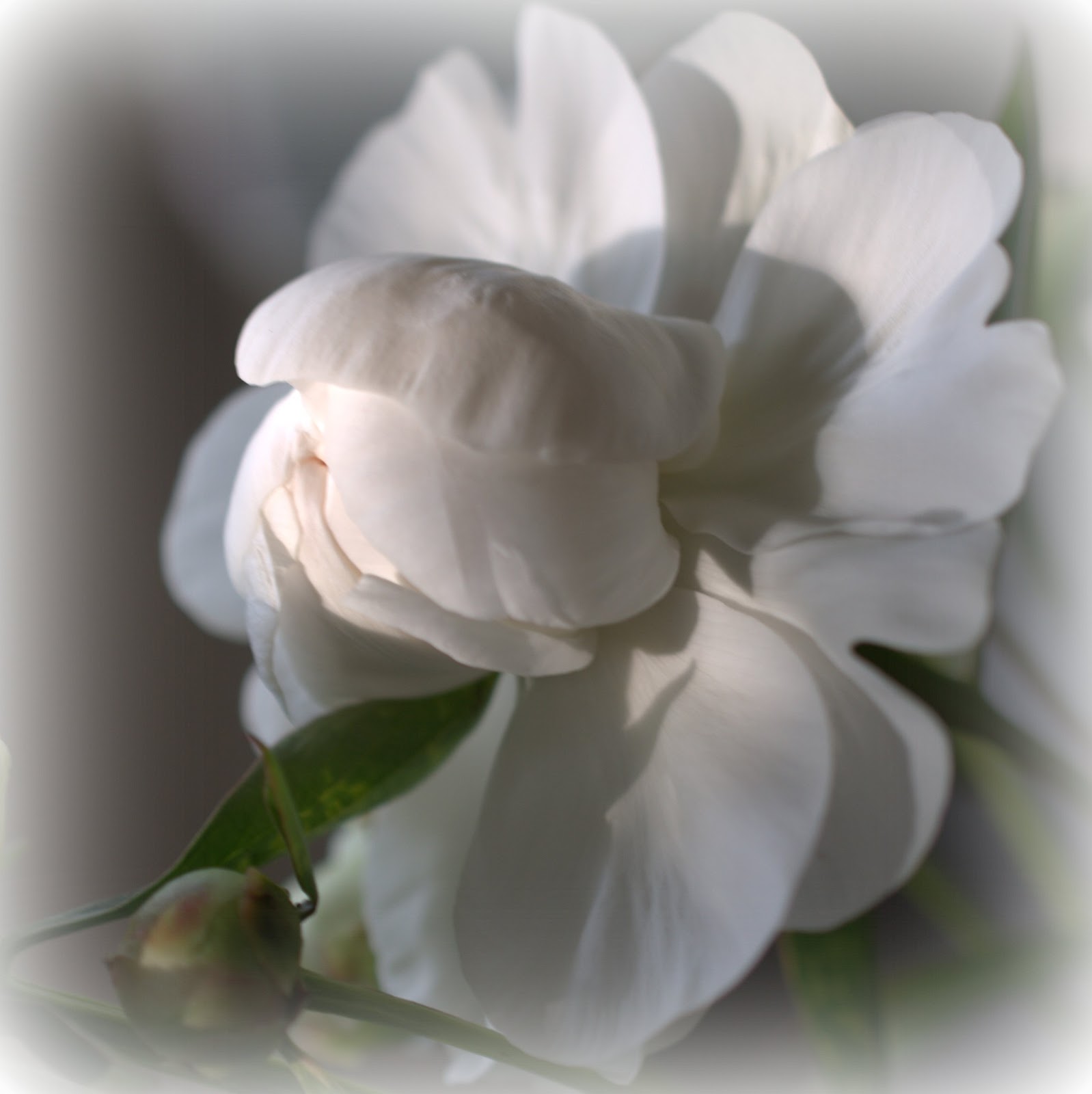 Kom Achterom: Pioenroos