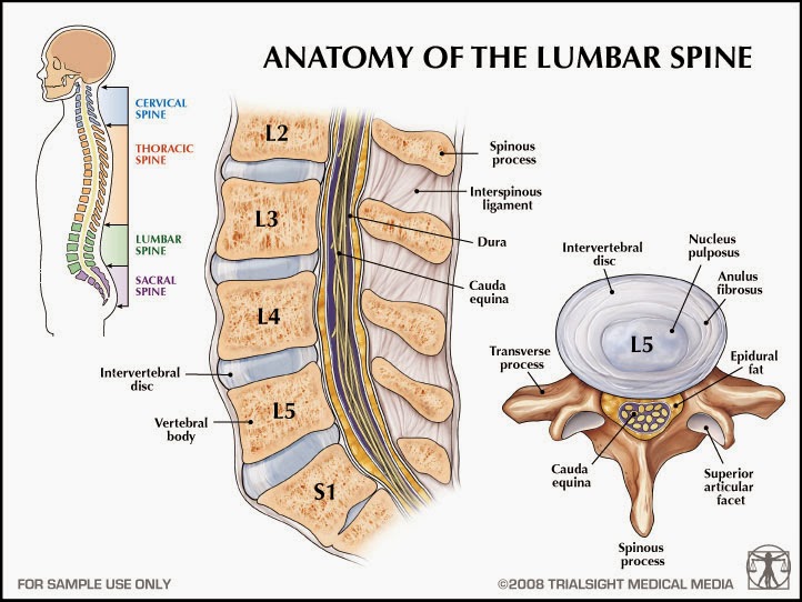 LAPORAN PENDAHULUAN NYERI PUNGGUNG BAWAH (LOW BACK PAIN / LBP)