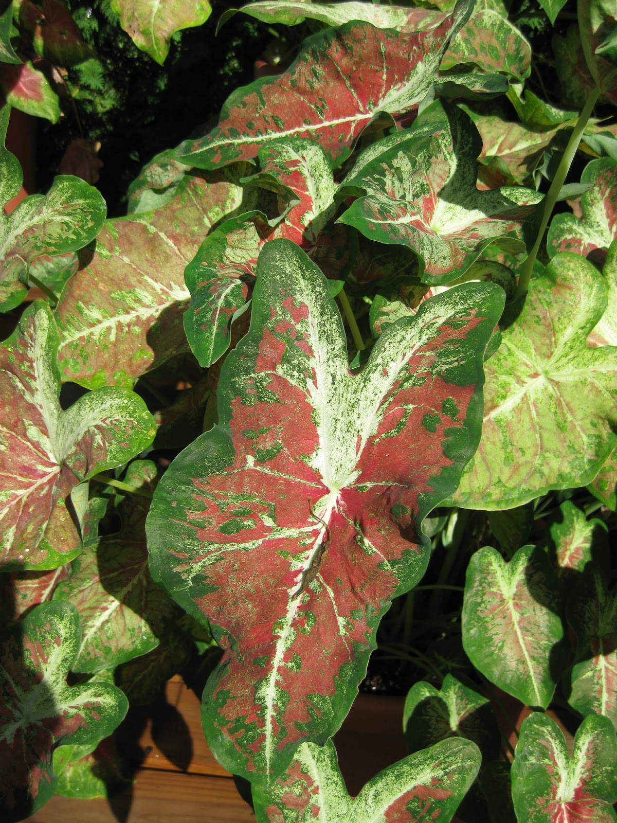 Rotary Botanical Gardens - Hort Blog: Caladium Collection - 2016