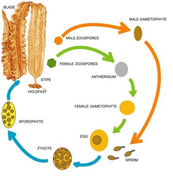 BLOG RUMPUT LAUT: BIOLOGI RUMPUT LAUT