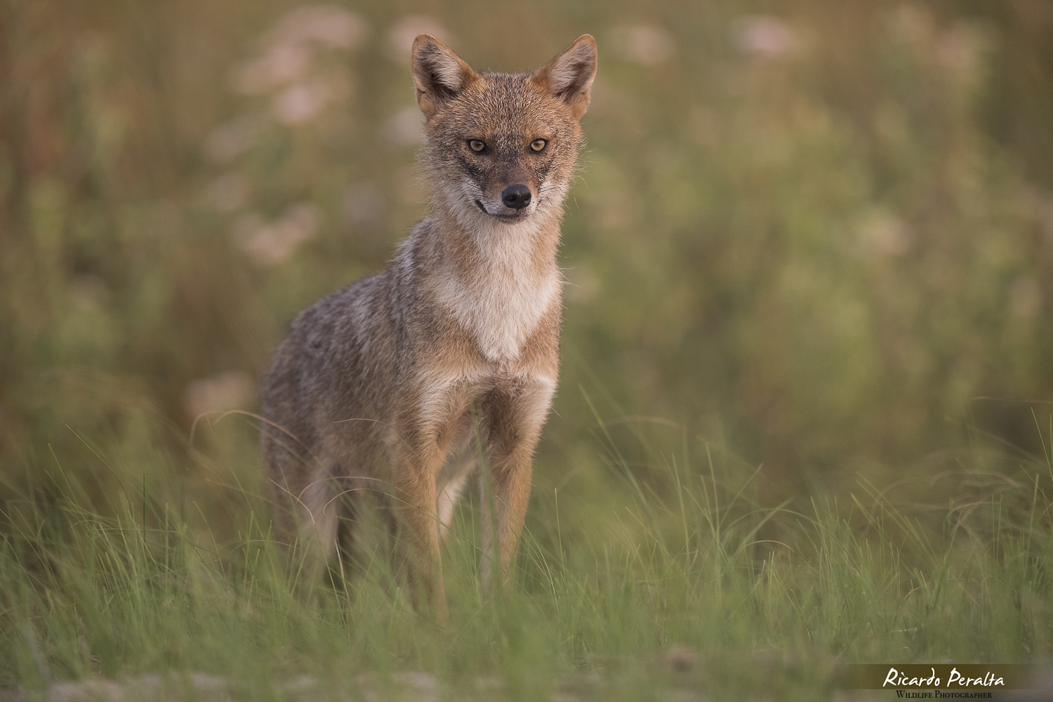 Ricardo Peralta. Fotógrafo de Naturaleza: Chacal Dorado (Canis aureus)
