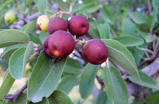 Alimentos Olvidados: : 2016