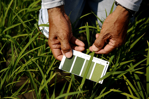 IRRI News: App to gauge rice crop health via phone image wins award