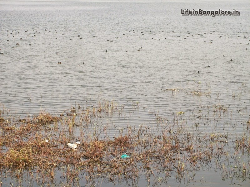 LifeinBLR - Life in Bangalore: Begur Lake Bangalore Photo Album