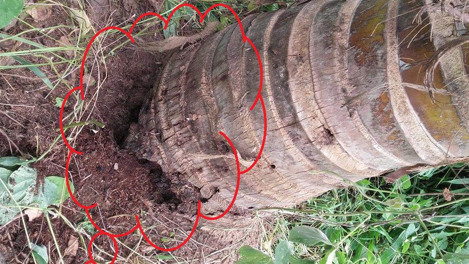 Xtremehorticulture of the Desert: Coconut Trunk Rot in Philippines