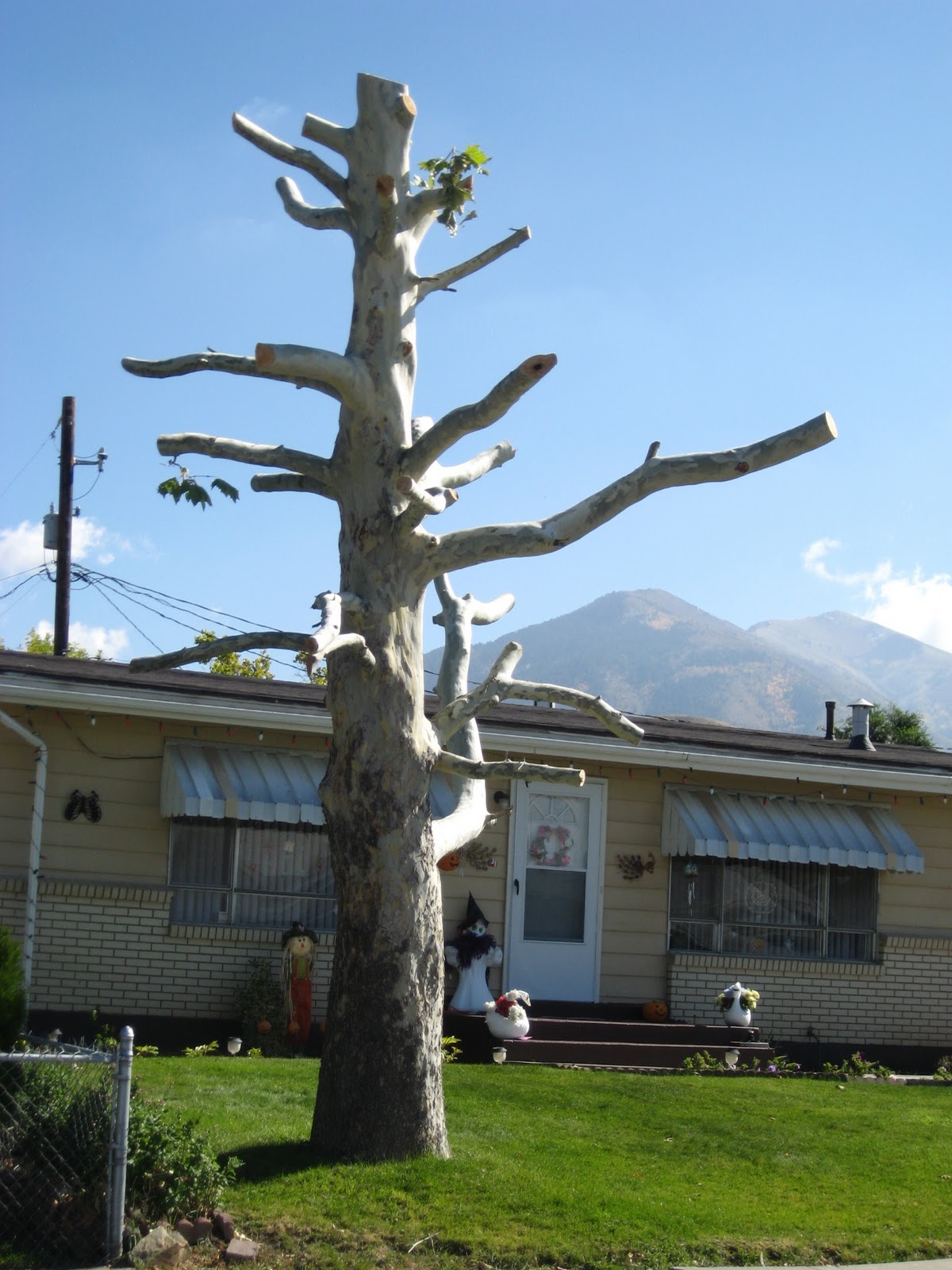 Grow How: Spooky Halloween Tree