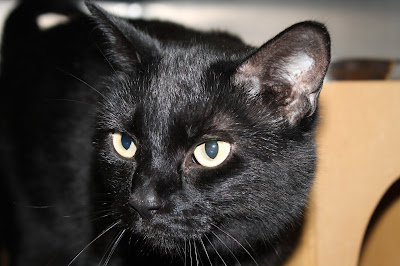 Progressive Charlestown: Kitty of the Week