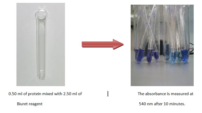 BIOCHEMISTRY: ~ Experiment 2: Protein Experiment