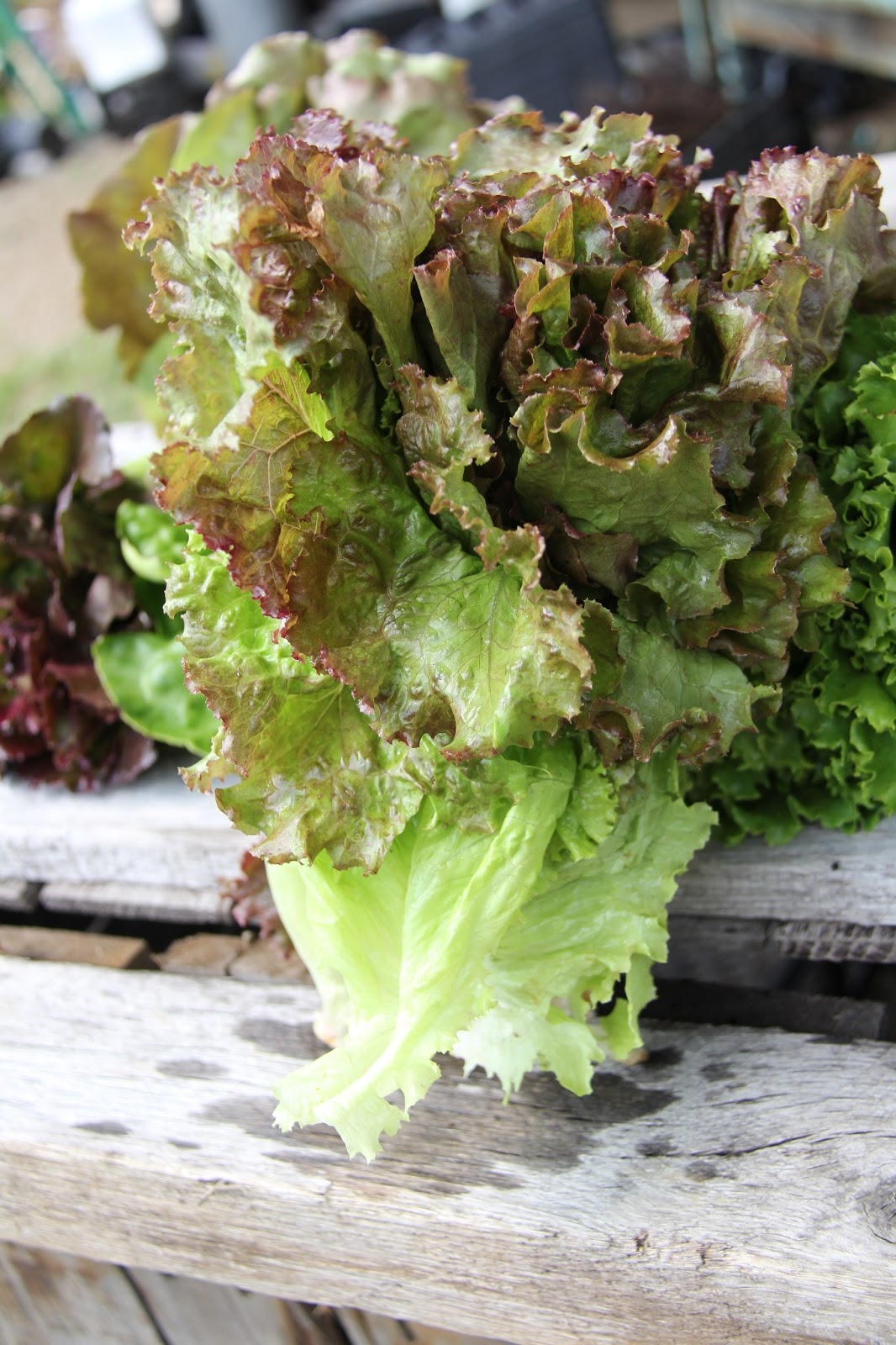 Stony Hill Farms CSA: Lettuce