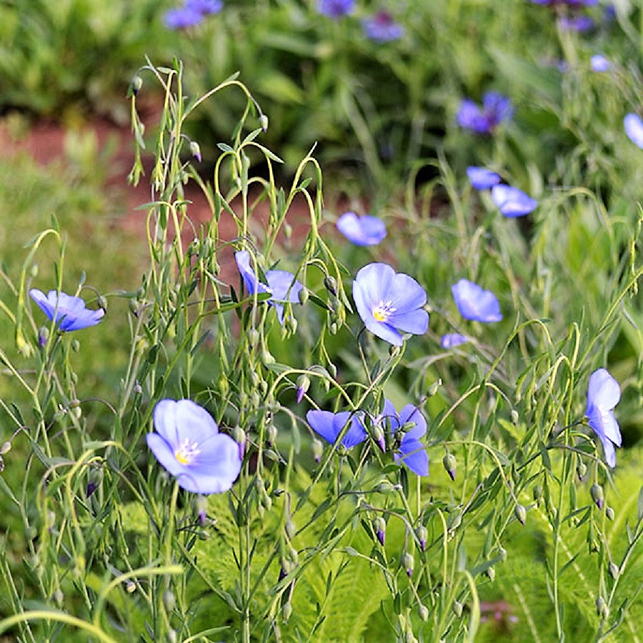 Plants & Gardens in Colonial & Early America: Plants in Early American ...
