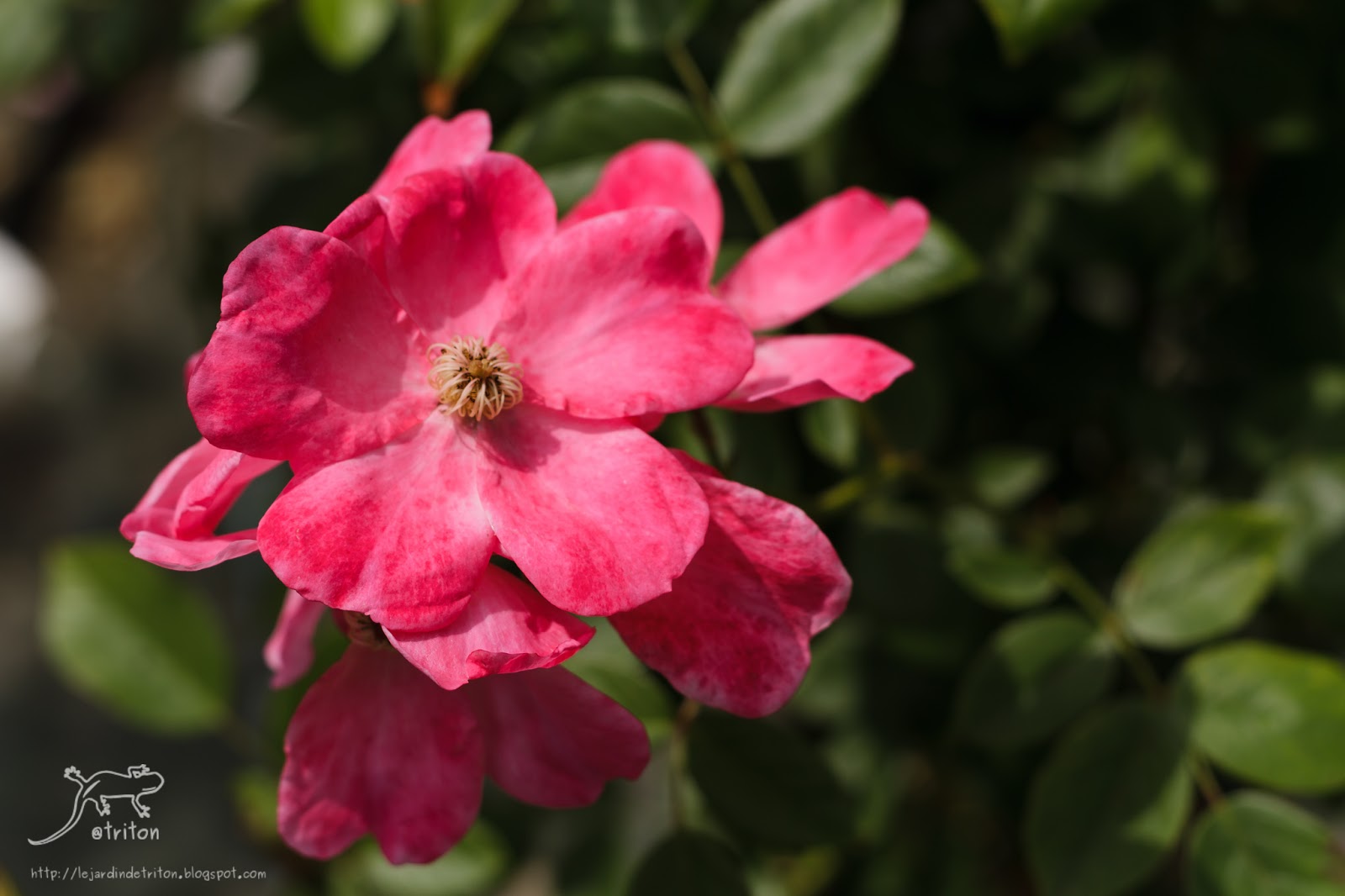 Le jardin de Triton: Rencontre chez Melarosa