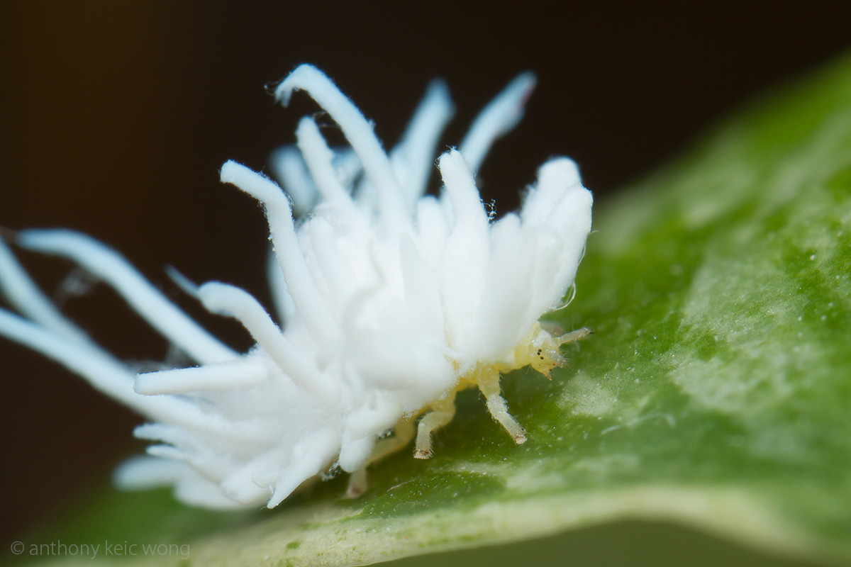 Macro Photography: The Mystery White Insect - ID: Ortalia / Amida ...