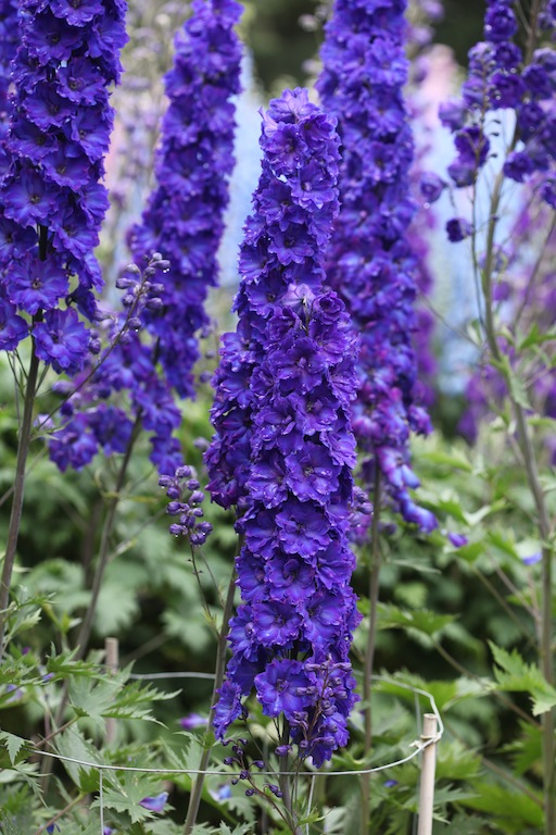 Garden Living: Riddersporer - sommerens fest!