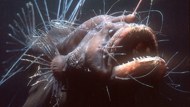 Top 10 Unbelievable And Rarely Seen Sea Creatures